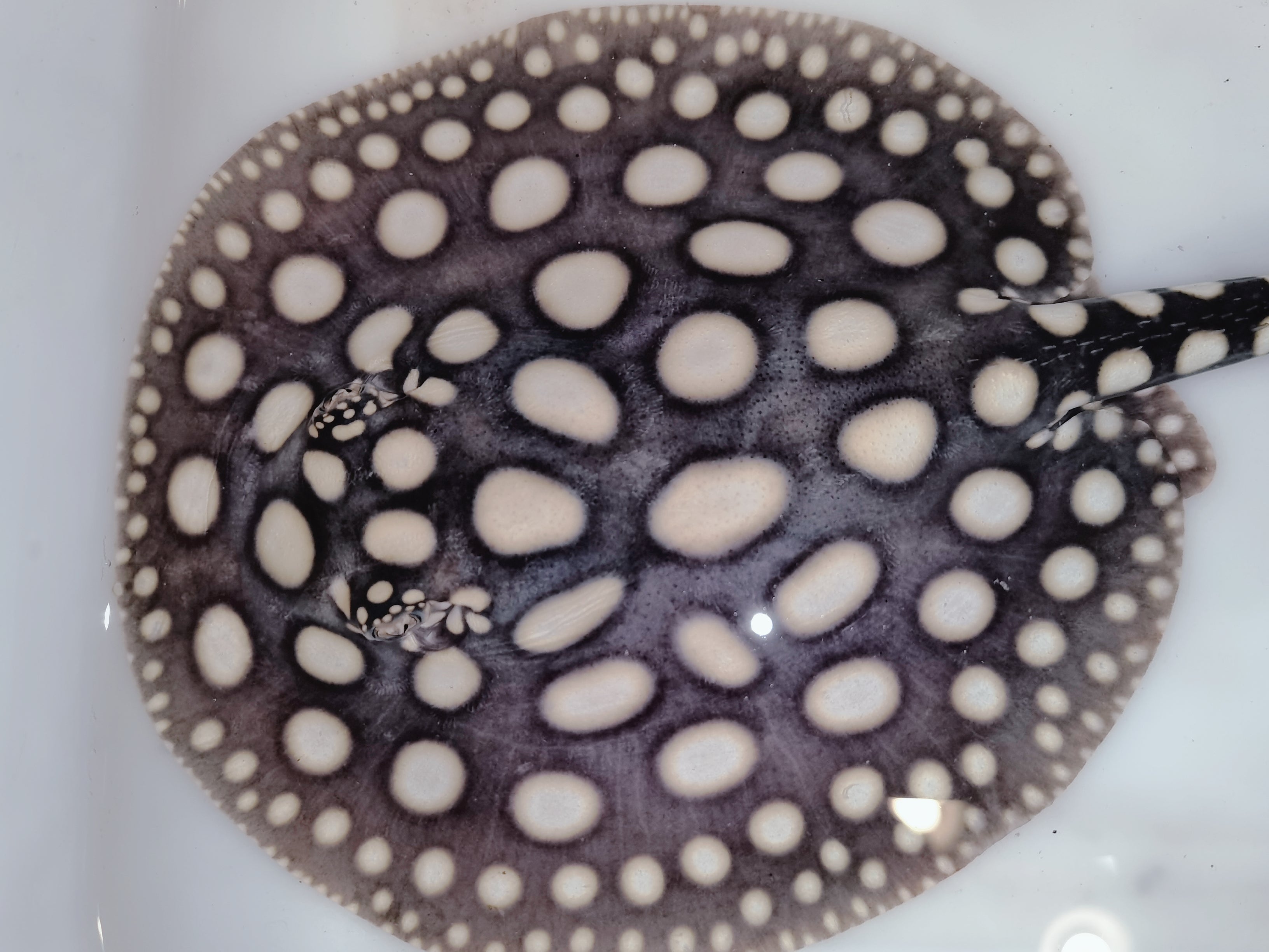 Freshwater stingray black diamond female 6-7inch – Super BD Stingray