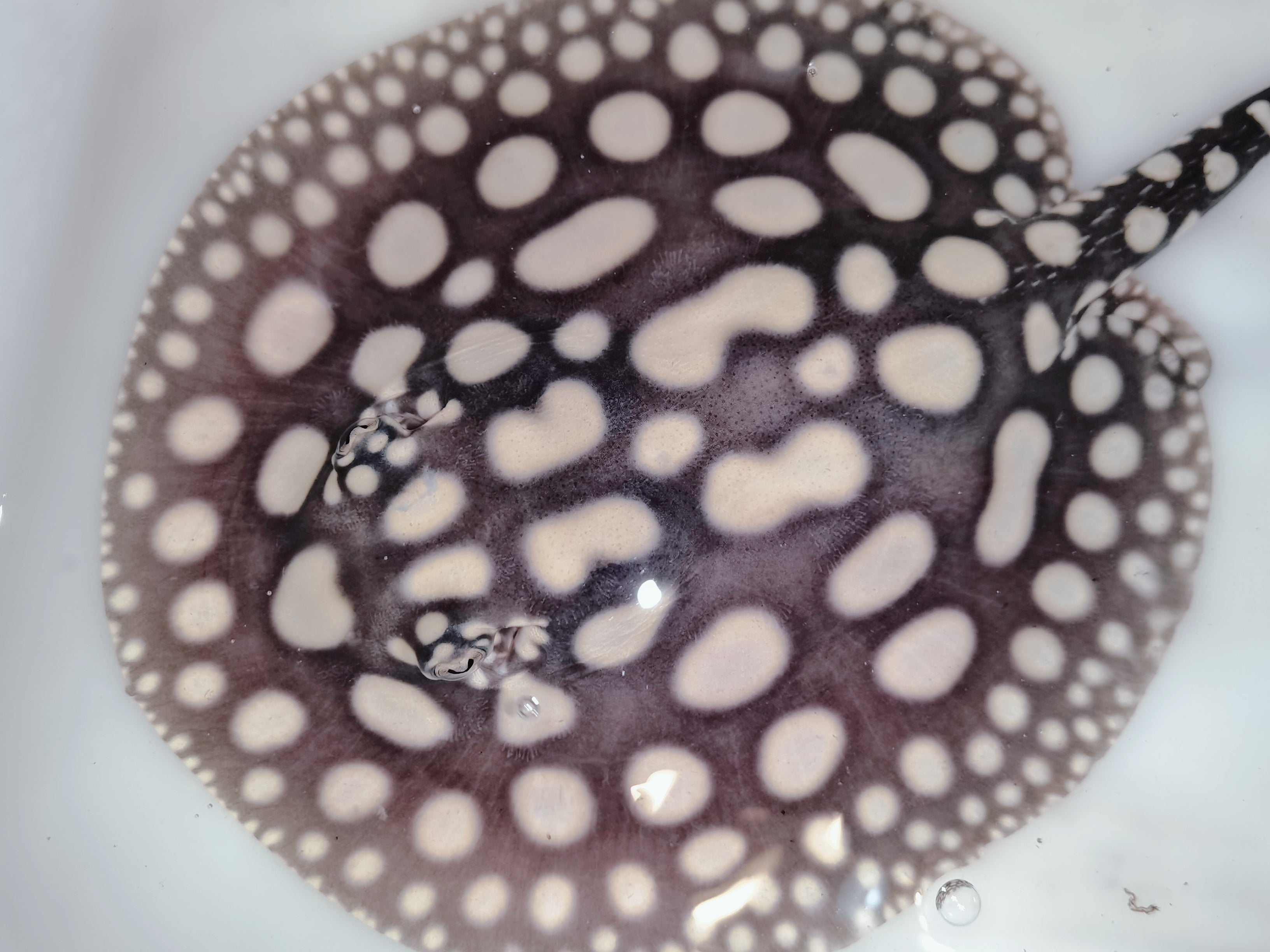 Freshwater stingray black diamond male 6 inch – Super BD Stingray