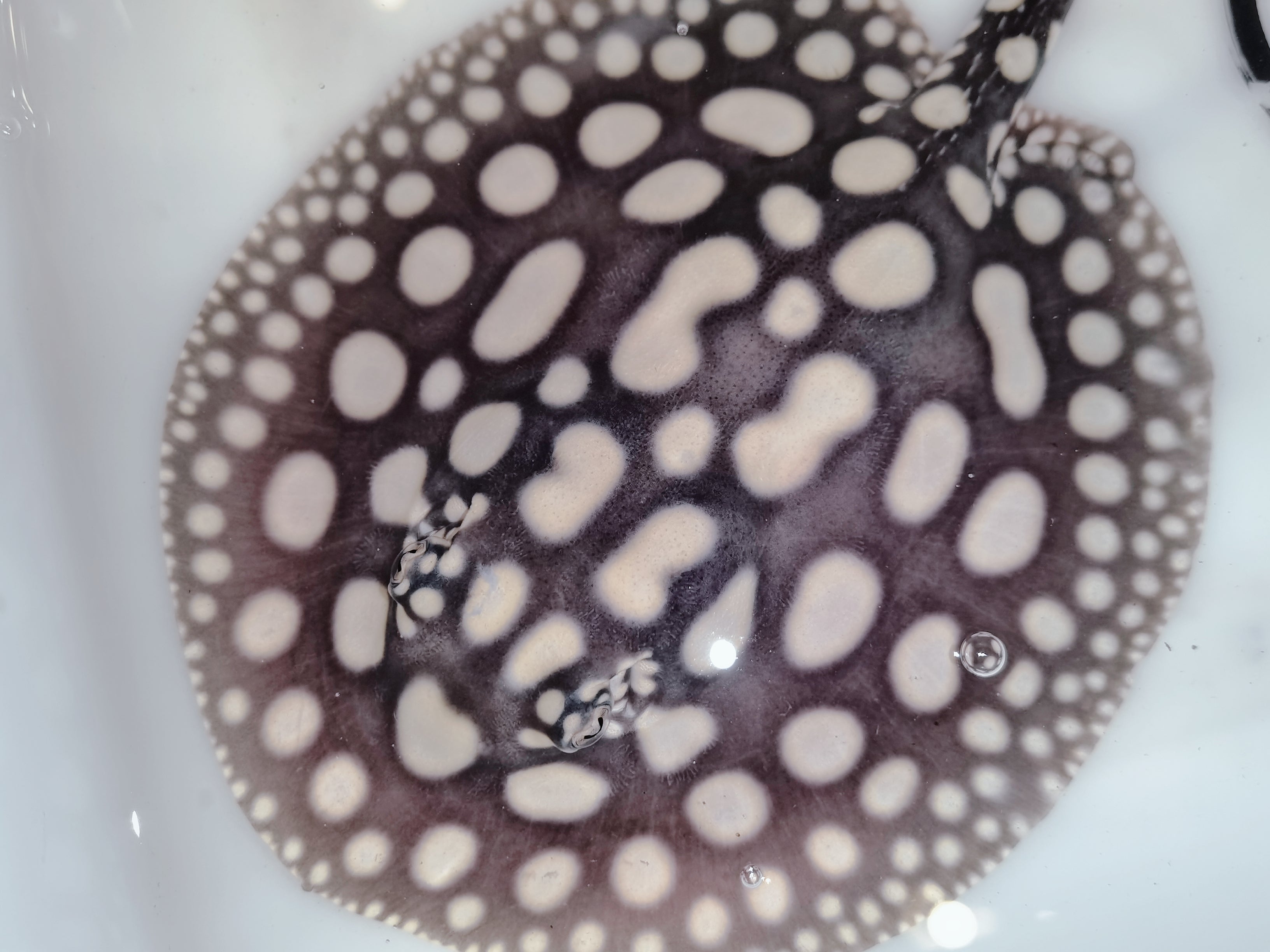 Freshwater stingray black diamond male 6 inch – Super BD Stingray