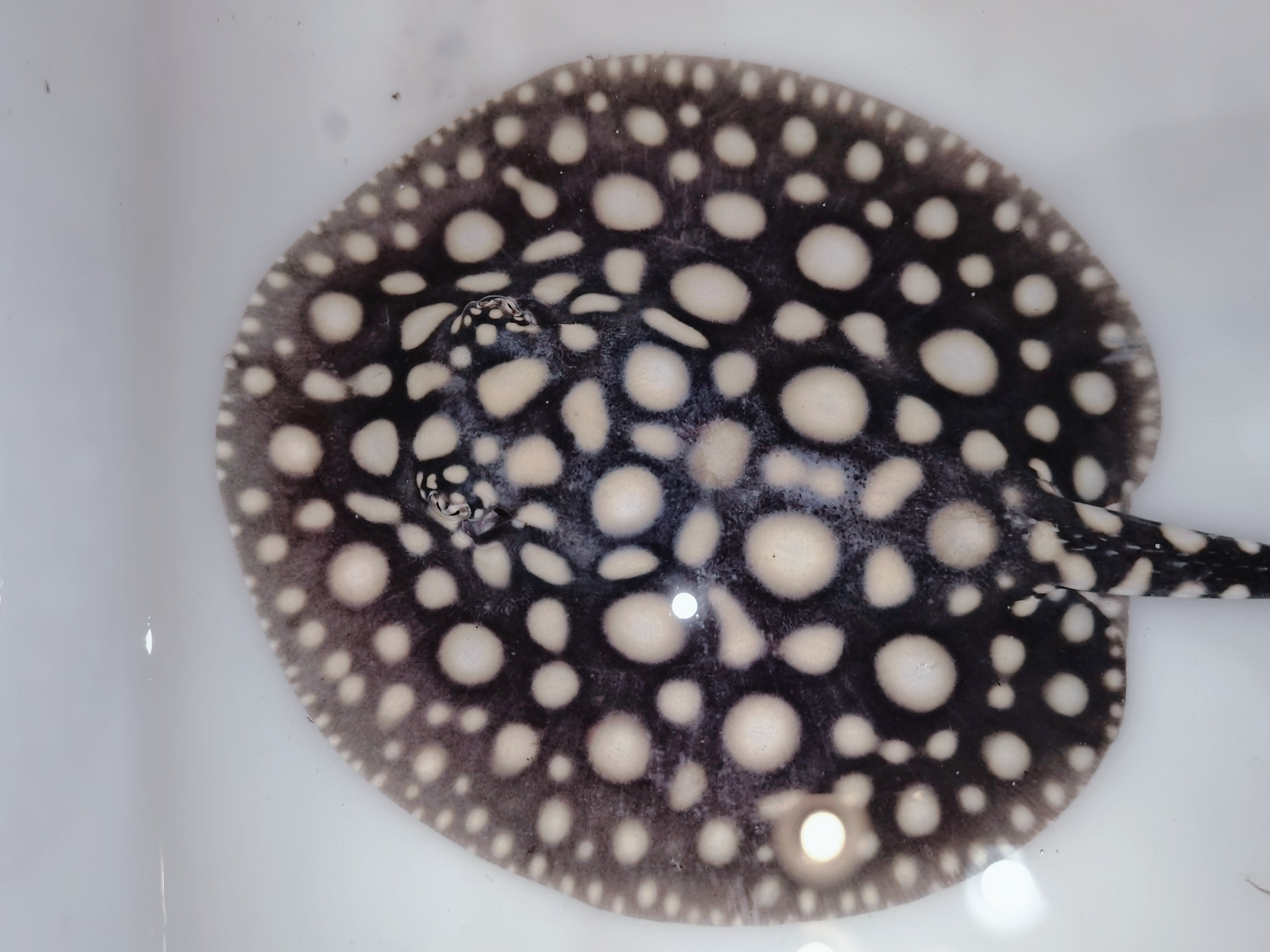 Freshwater stingray black diamond female 5 inch – Super BD Stingray