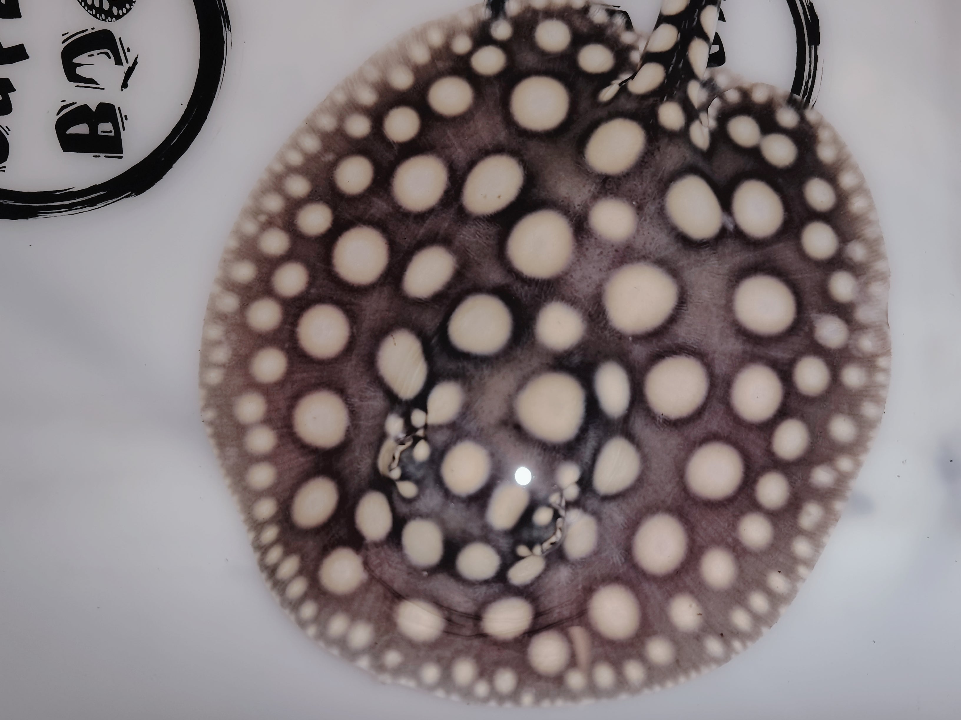 Freshwater stingray black diamond male 6 inch – Super BD Stingray