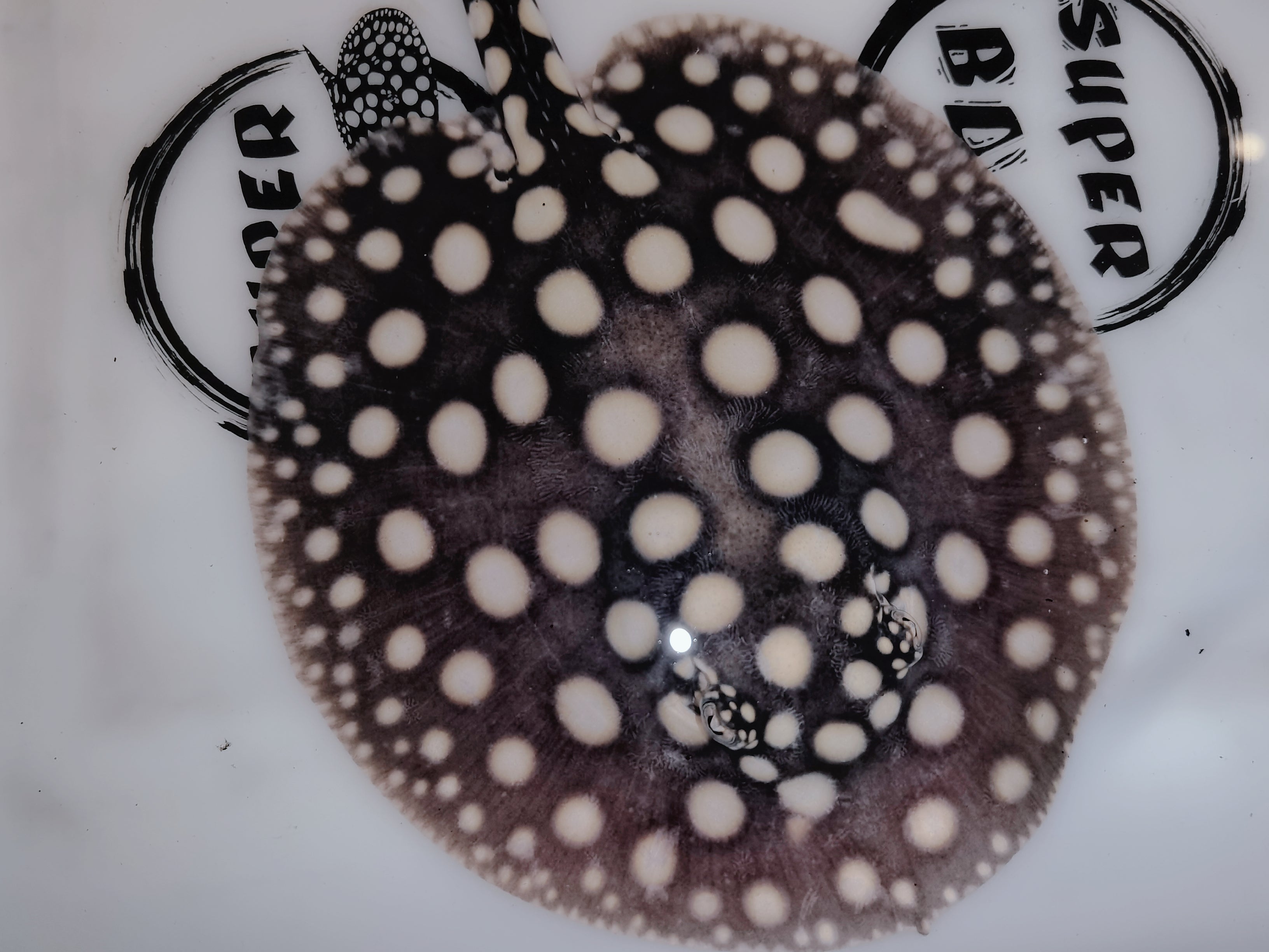 Freshwater stingray black diamond female 6 inch – Super BD Stingray