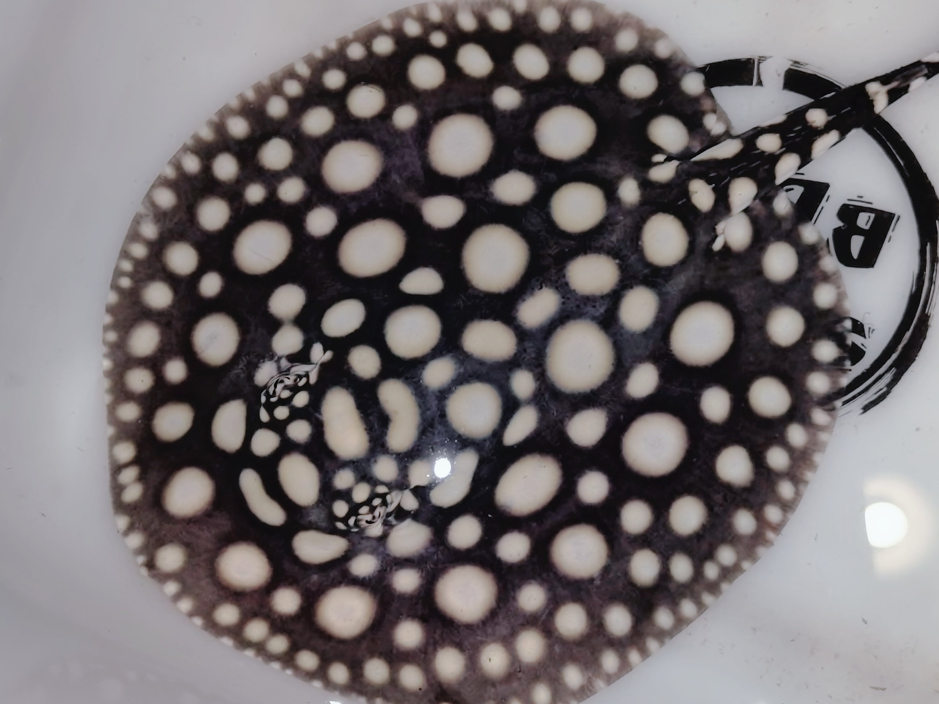 Freshwater stingray black diamond female 5 inch – Super BD Stingray