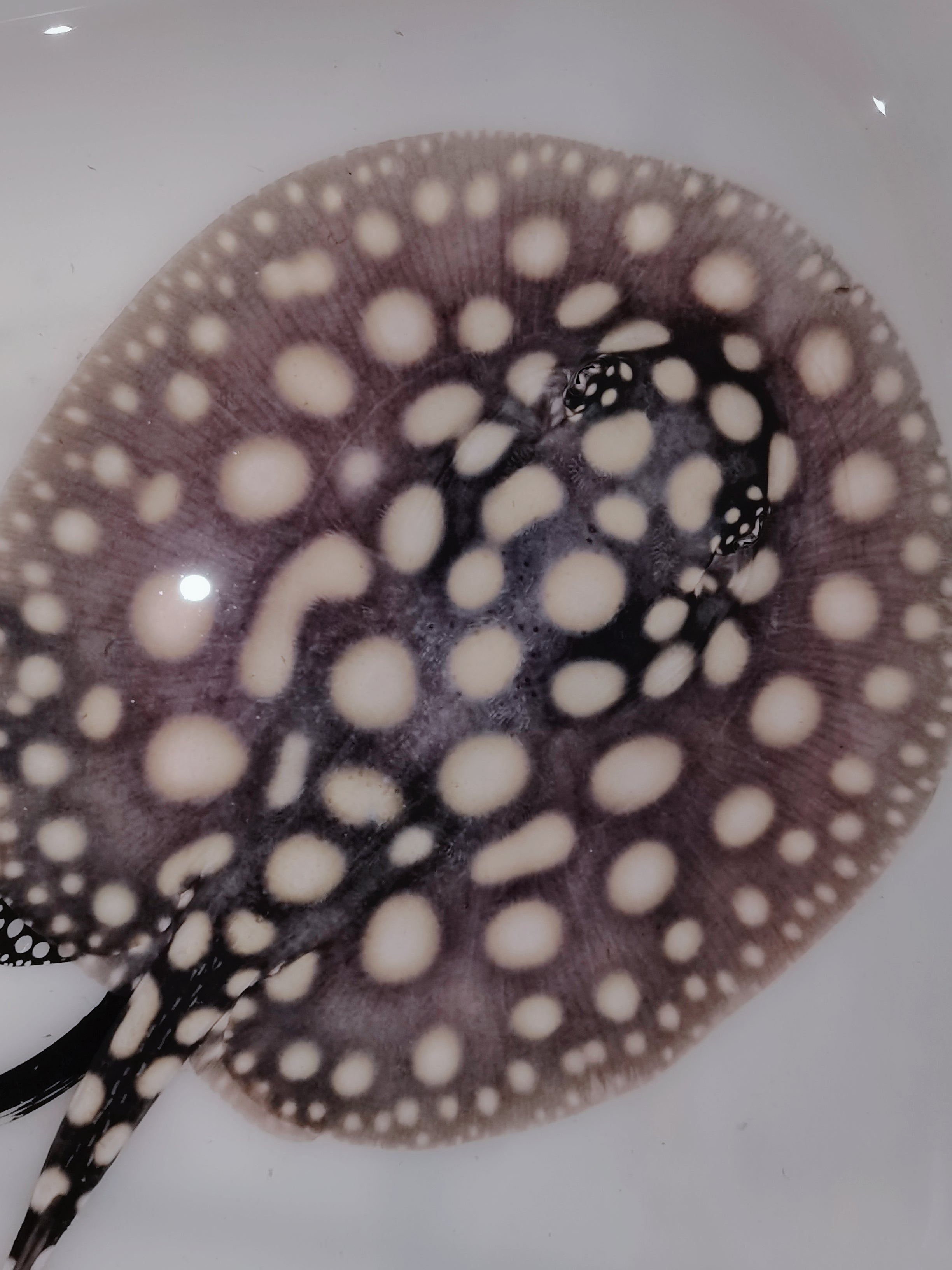 Freshwater stingray black diamond female 5 inch – Super BD Stingray