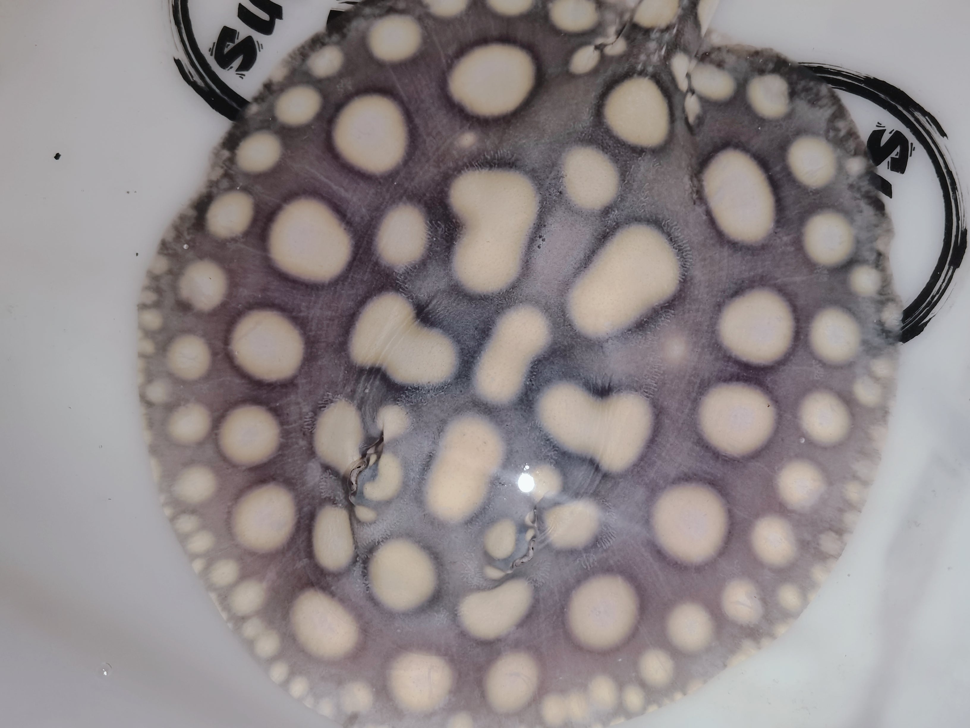 Freshwater stingray black diamond male – Super BD Stingray