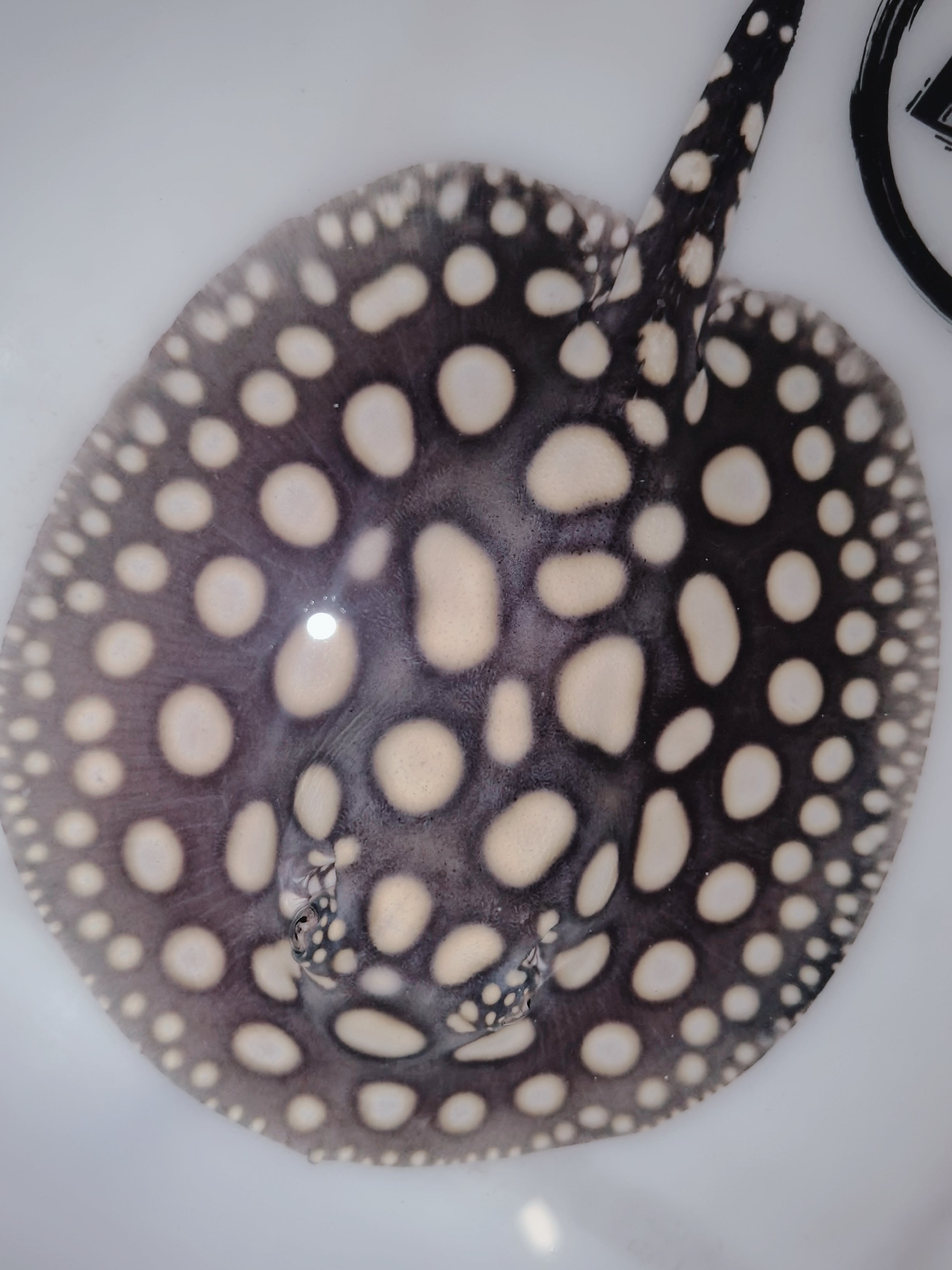 Freshwater stingray black diamond female 5inch – Super BD Stingray