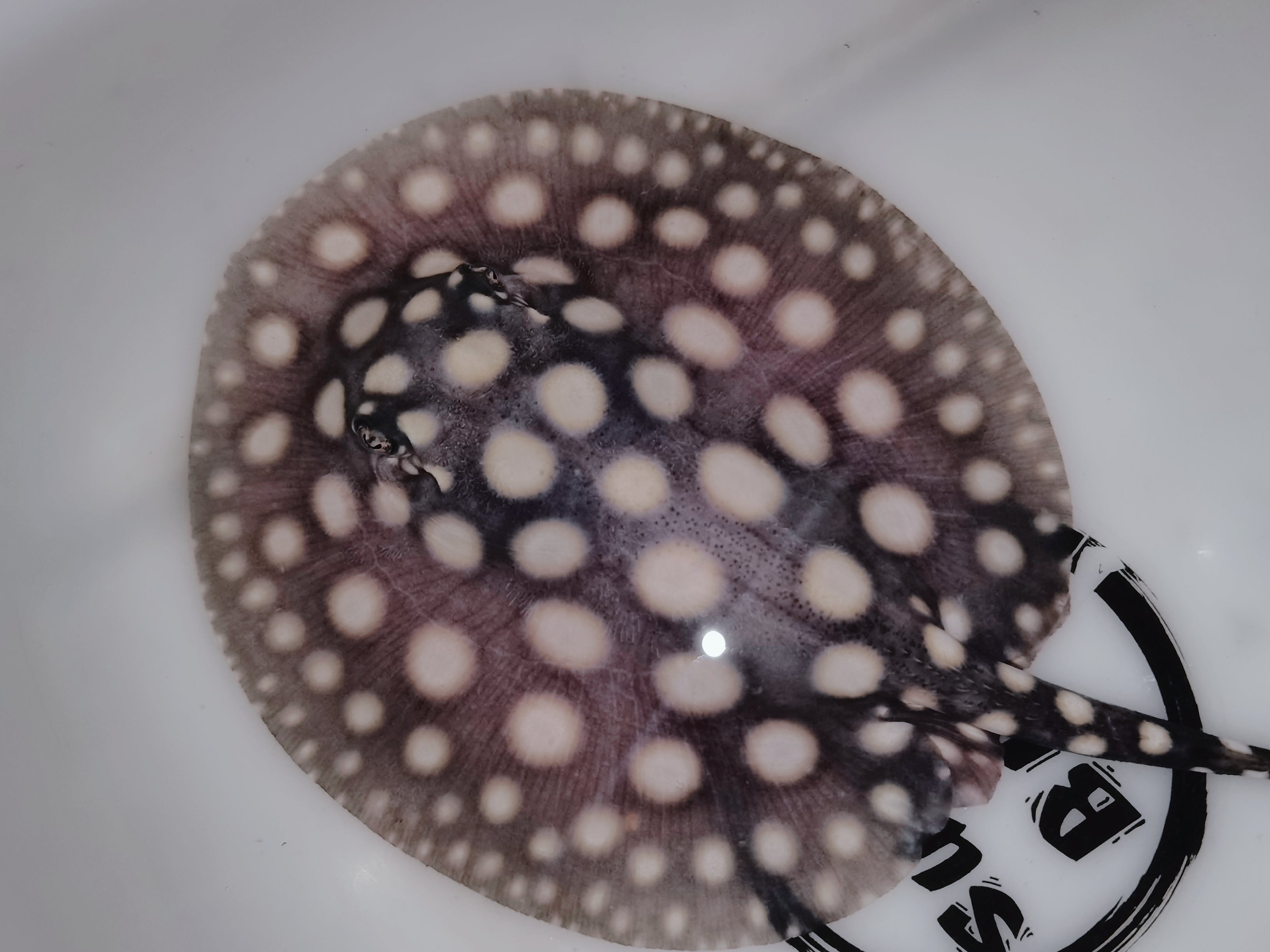 Freshwater stingray black diamond female 5 inch – Super BD Stingray