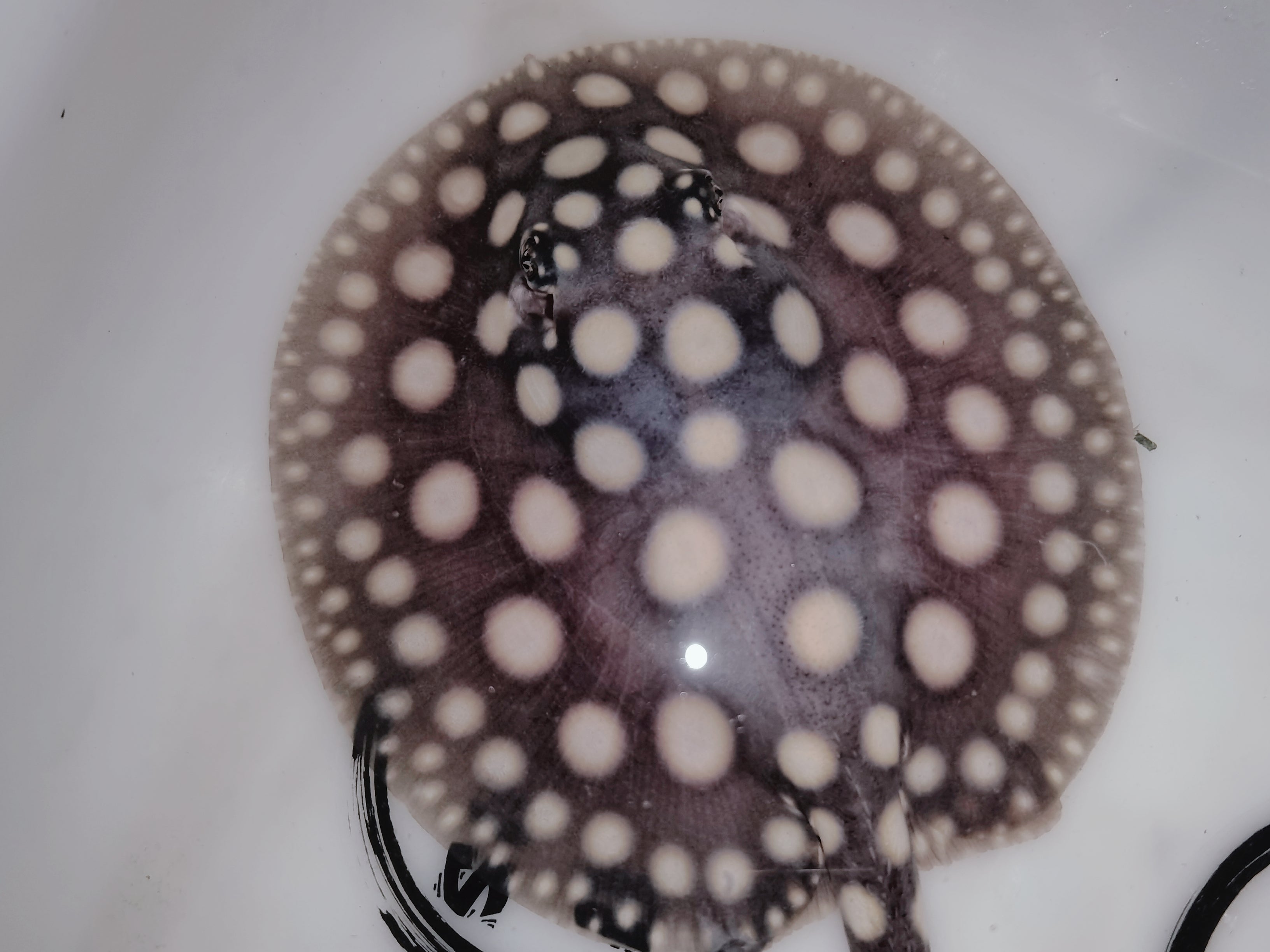 Freshwater stingray black diamond female 5inch – Super BD Stingray