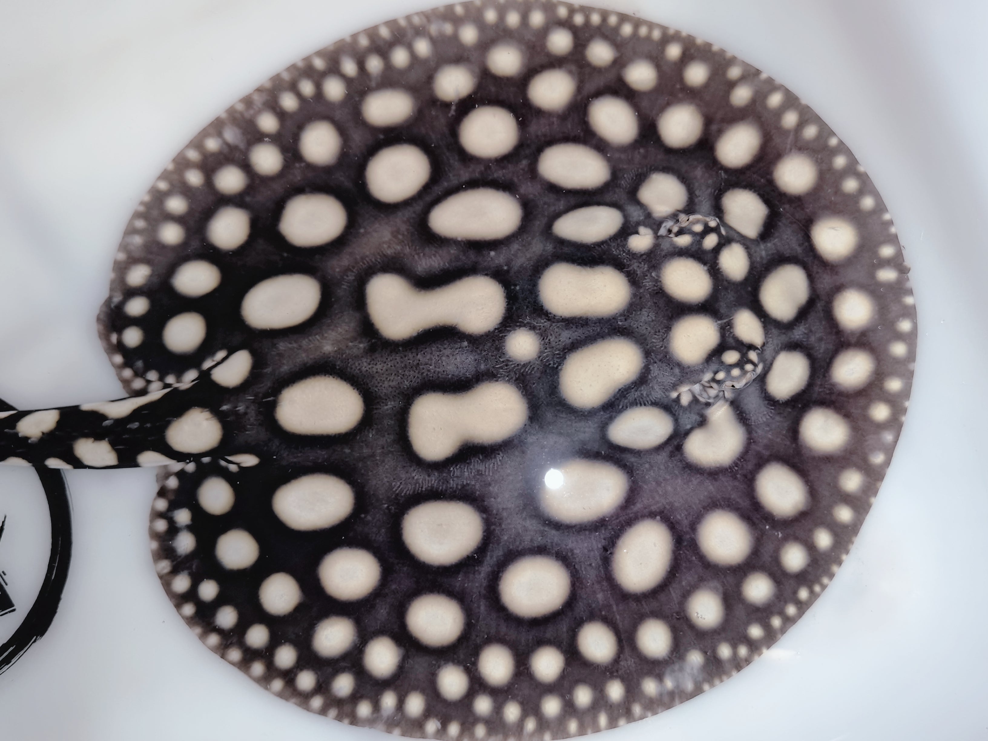 Freshwater stingray black diamond male 7 inch – Super BD Stingray