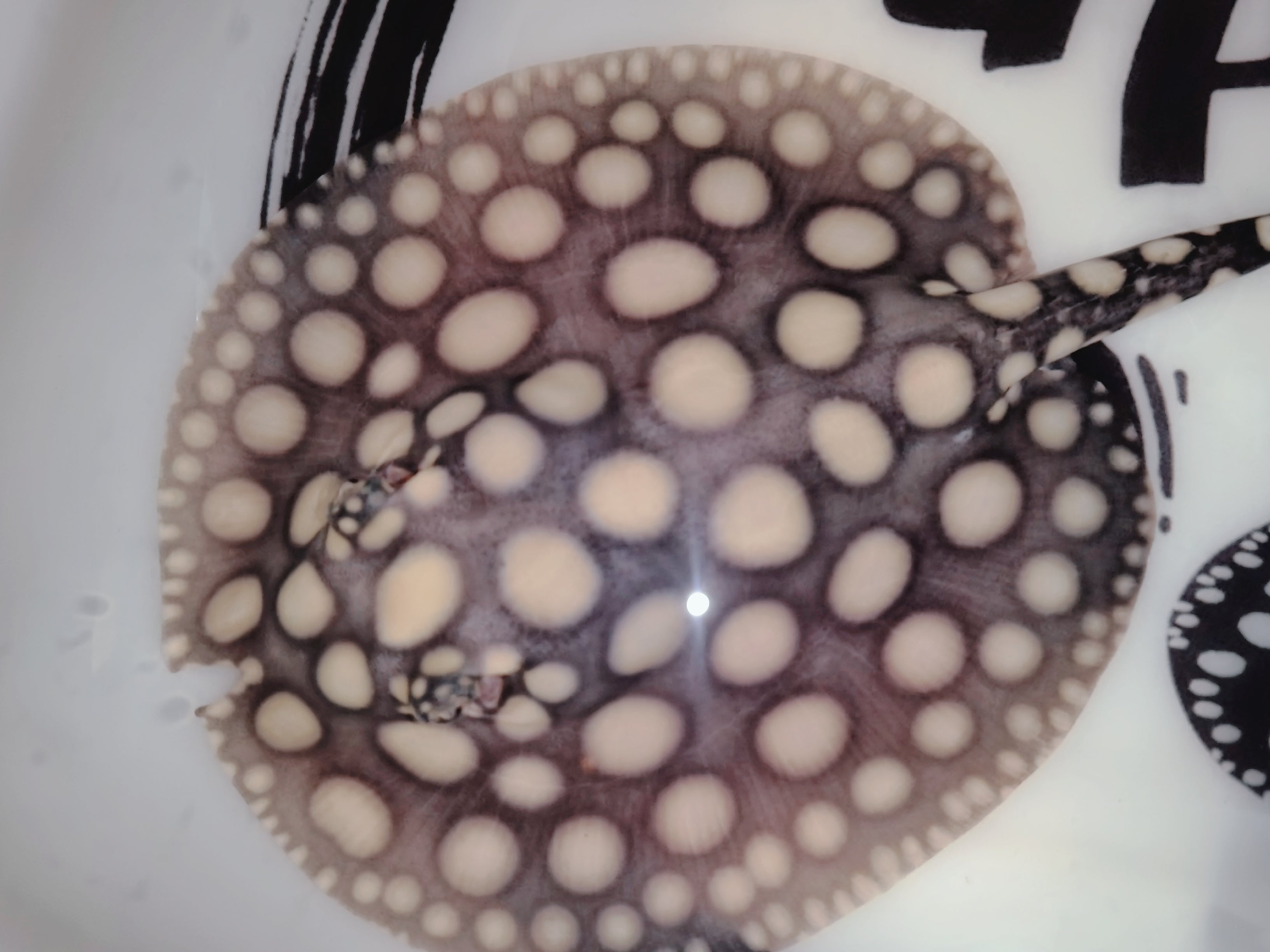 Freshwater stingray black diamond female 5inch(Little V) – Super BD ...