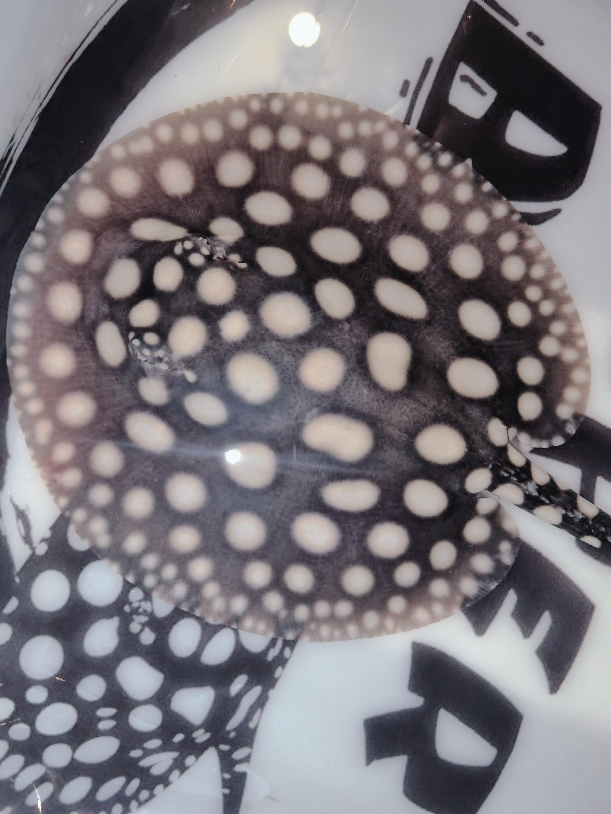 Freshwater stingray black diamond male 6 inch – Super BD Stingray