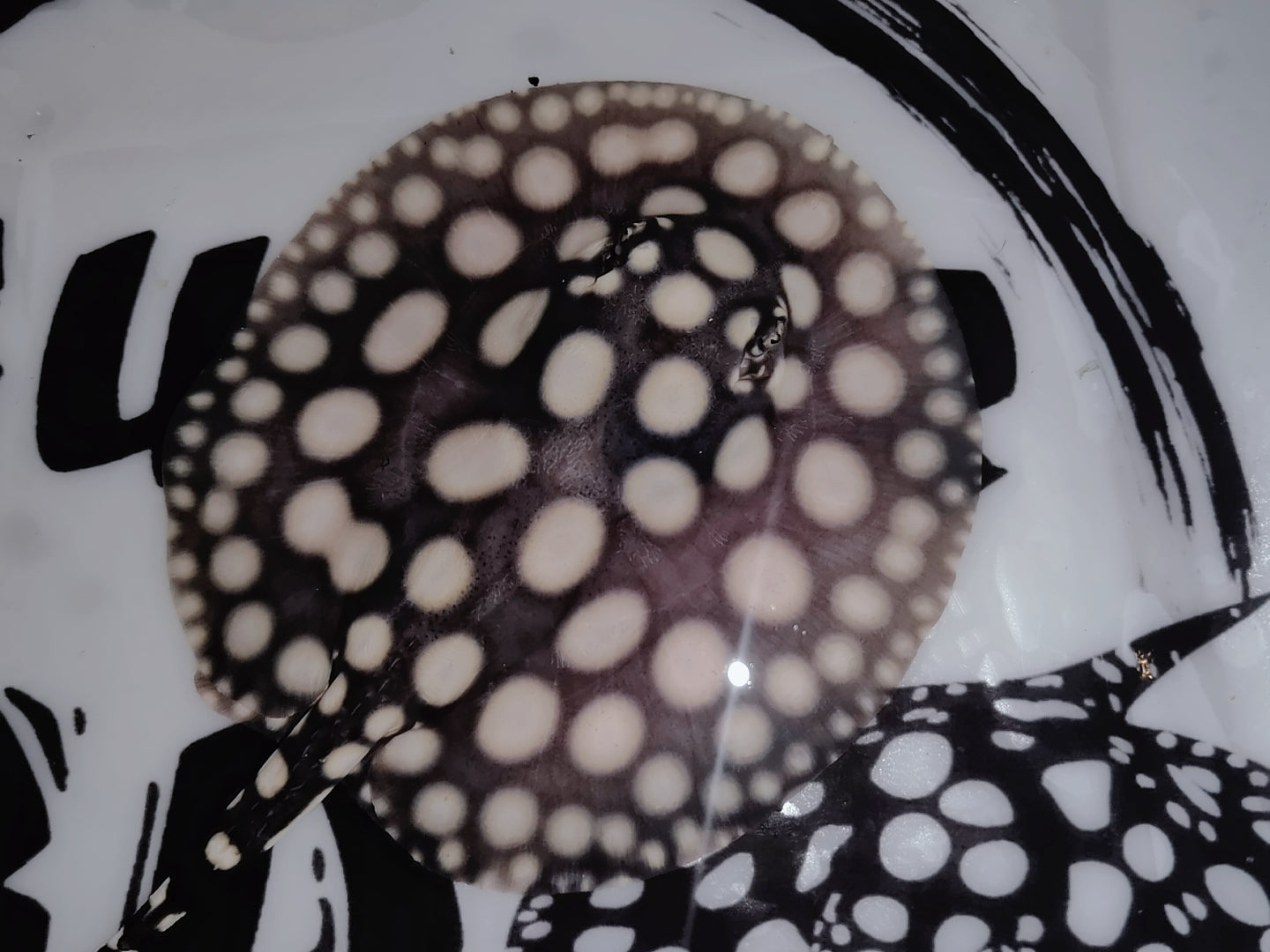 Freshwater stingray black diamond male 5inch – Super BD Stingray