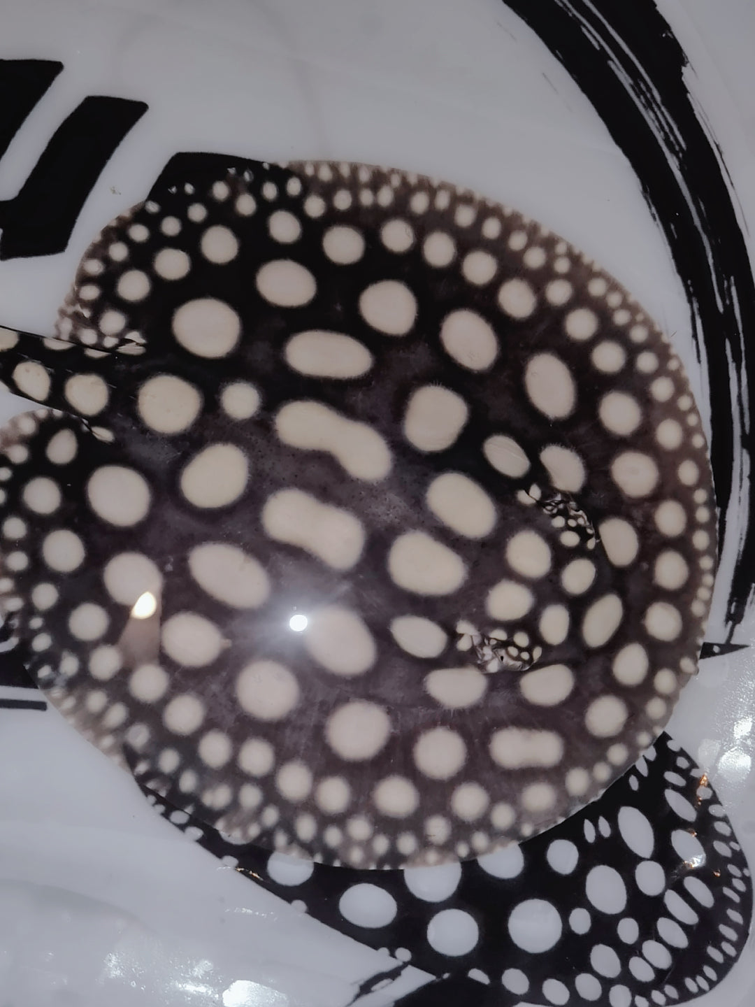 Freshwater stingray black diamond male 6inch – Super BD Stingray