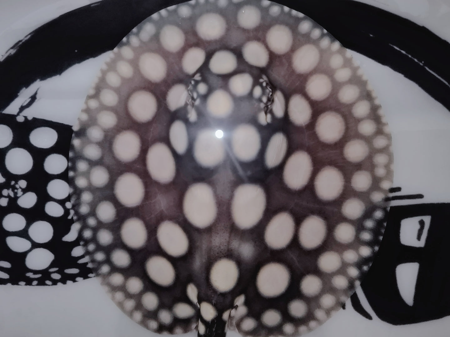 Freshwater stingray black diamond male 5inch – Super BD Stingray