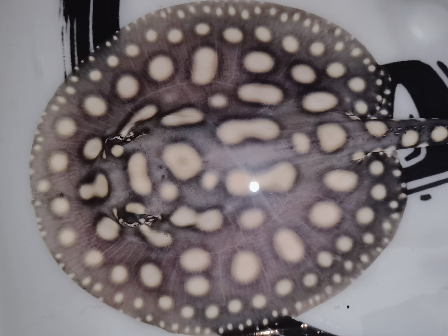 Freshwater stingray black diamond male 6inch – Super BD Stingray