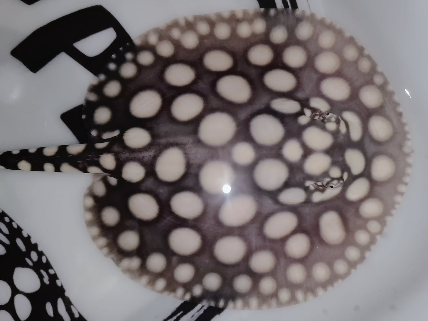 Freshwater stingray black diamond male 5inch – Super BD Stingray