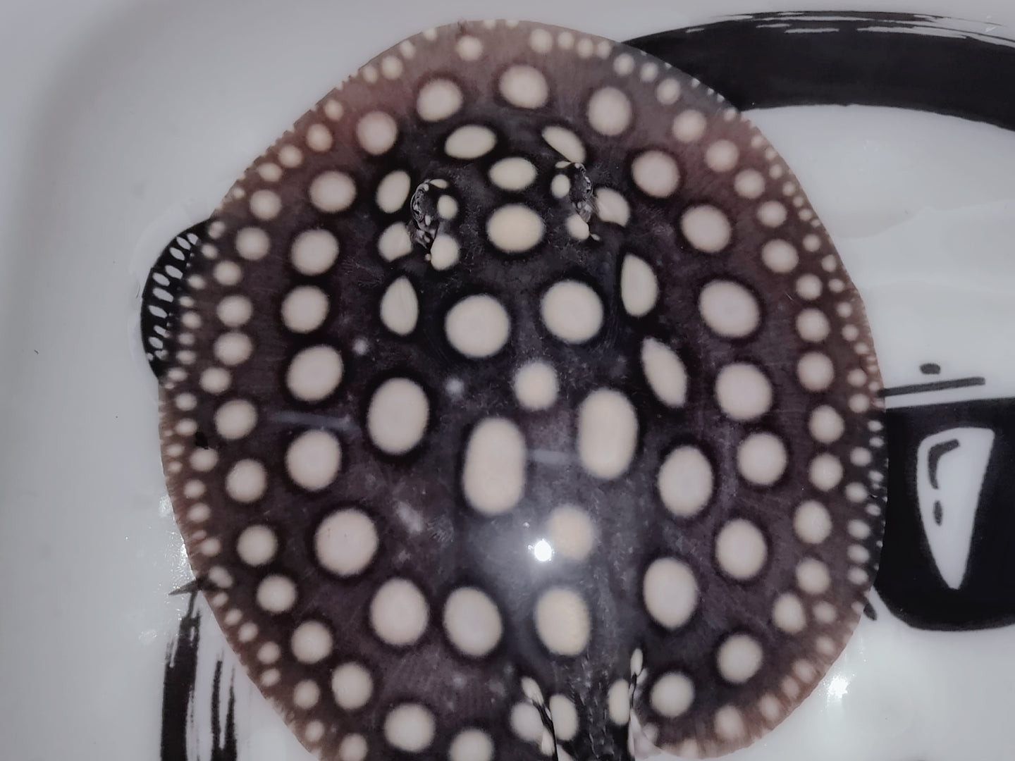 Freshwater stingray black diamond female 6 inch – Super BD Stingray