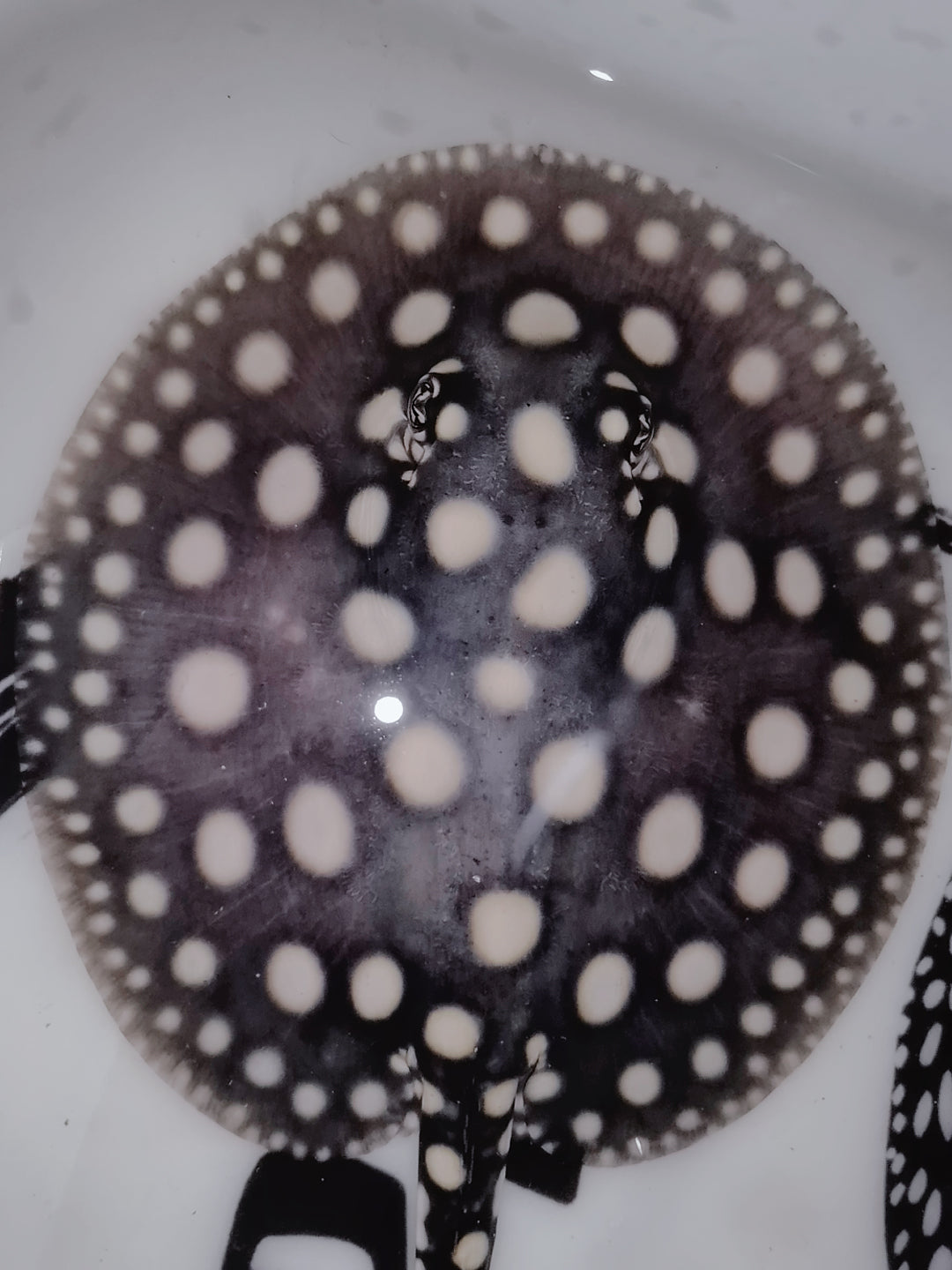 Freshwater stingray black diamond female 5inch (for beginner) – Super ...