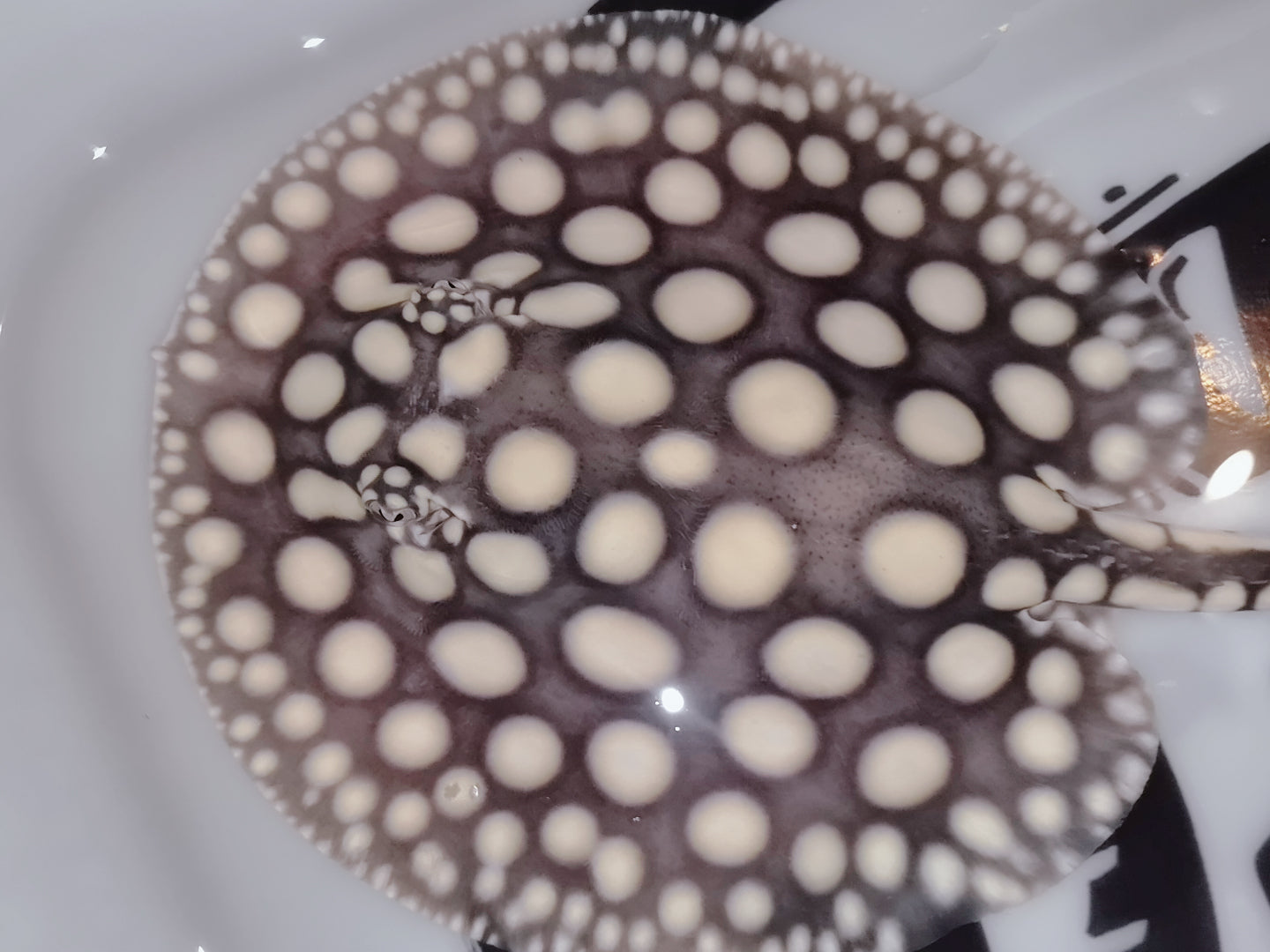 Freshwater stingray black diamond male 7inch – Super BD Stingray