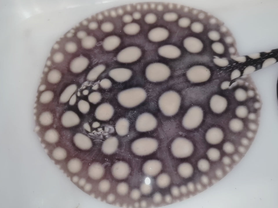 Freshwater stingray black diamond female 5-6inch – Super BD Stingray