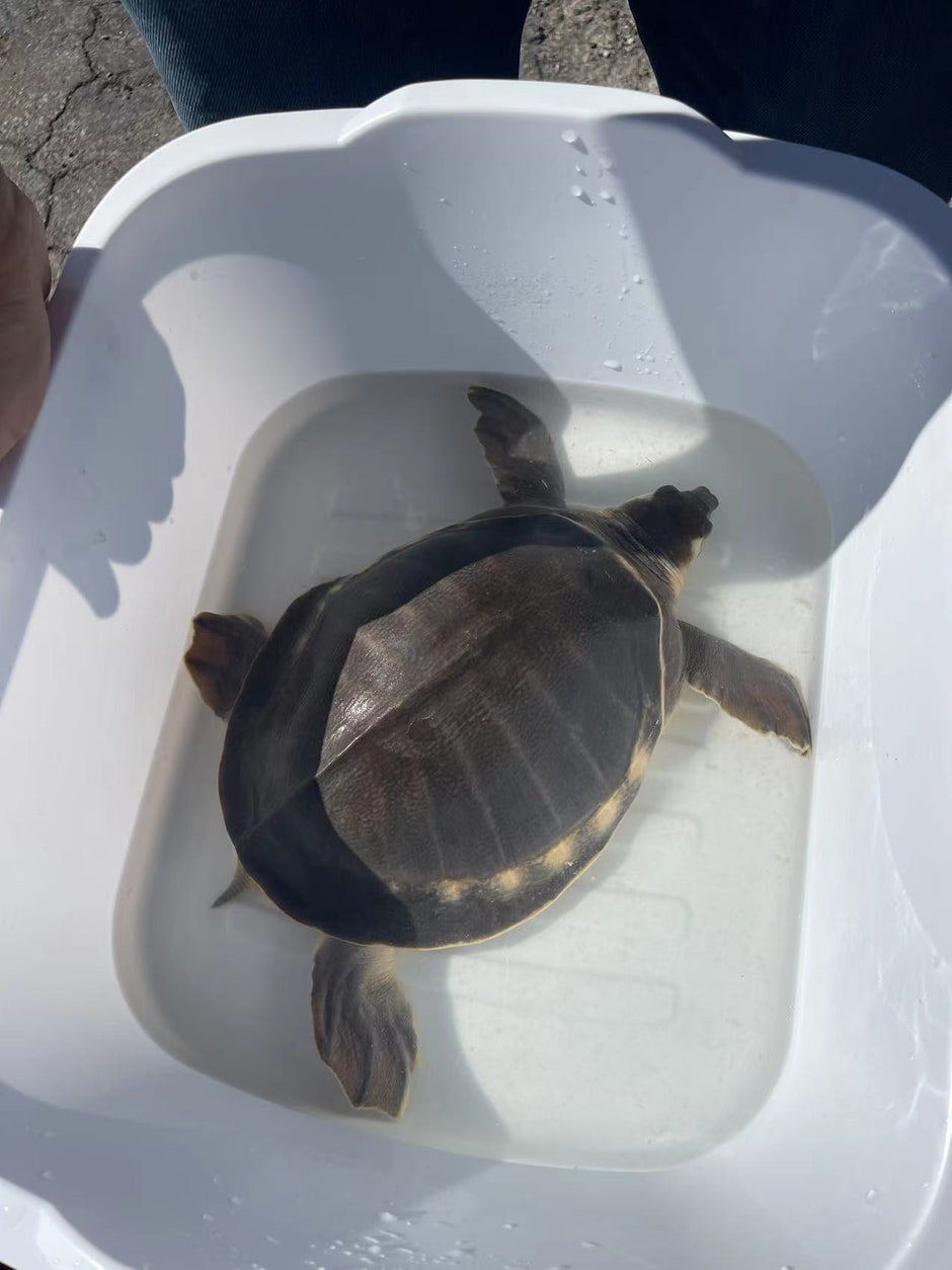 Fly River Turtle/Pig Nose Turtle – Super BD Stingray